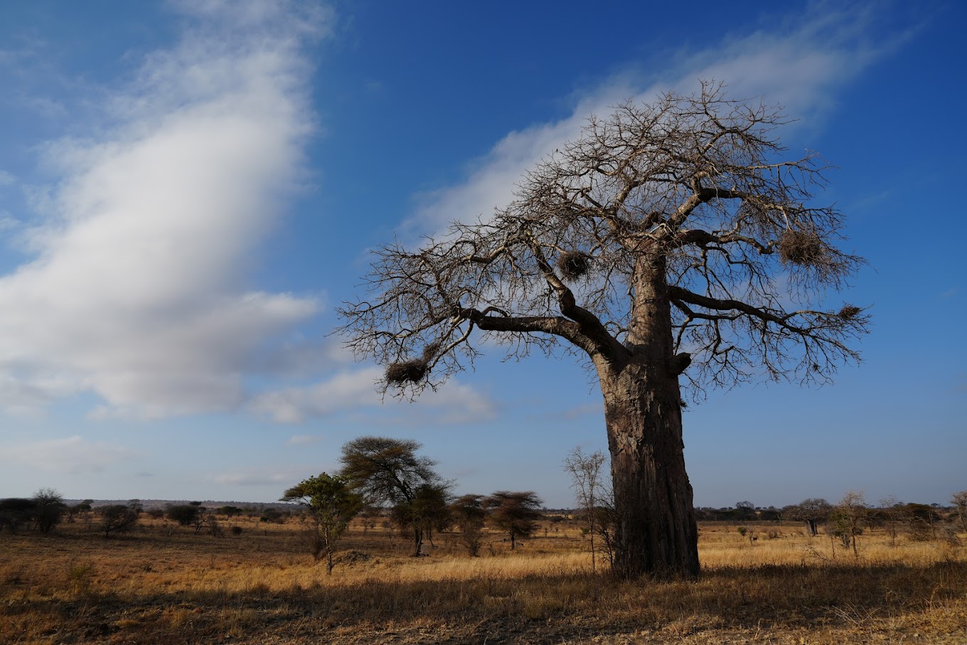15+ Best Places to Visit in Tanzania This Spring