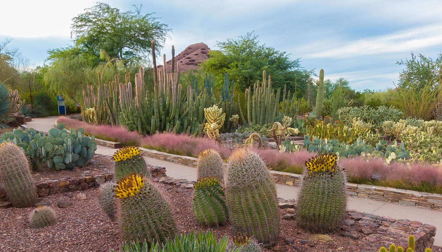 12 Best Things To Do In Phoenix, Arizona