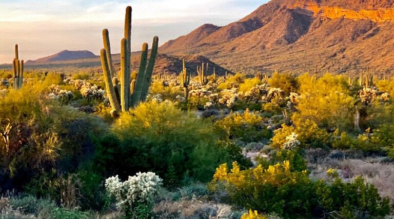 12 Best Things To Do In Mesa, Arizona – Your Ultimate Desert Adventure ...