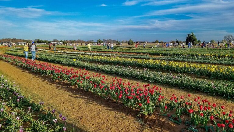 12 Best Things To Do In Denton, Texas